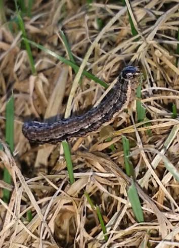 Army Worms are on the March! – Metzger Landscaping, Garden Center & Events